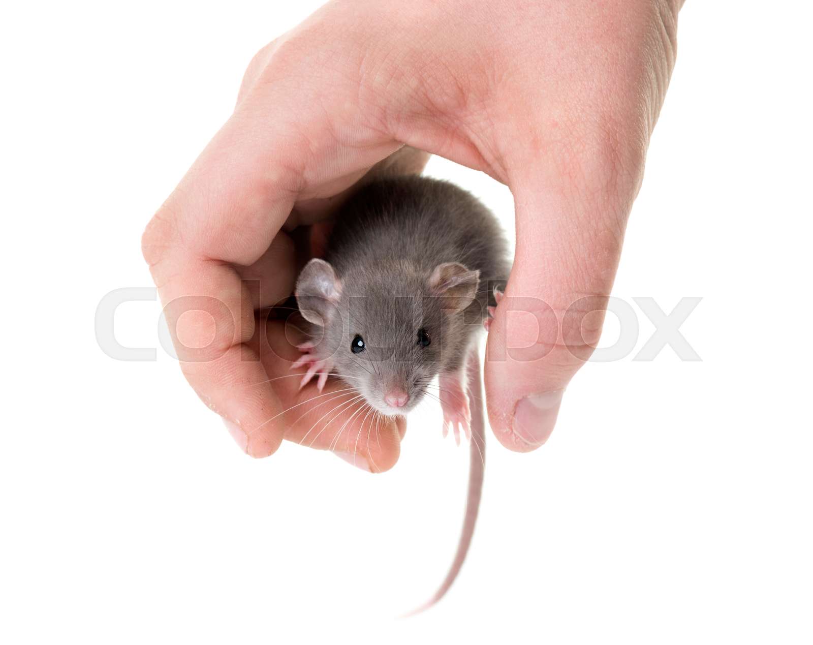 young rat in studio | Stock image | Colourbox