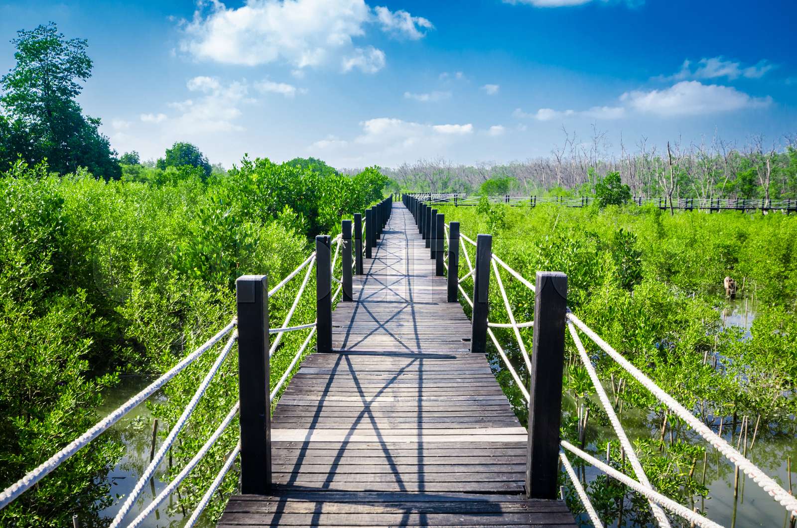 bridge between of mangrove. | Stock image | Colourbox