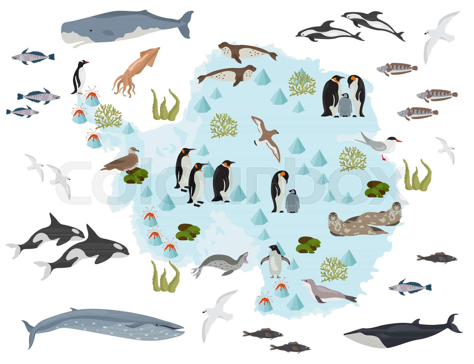 Antarctic, Antarctica, flora and fauna map, flat elements. Animals ...