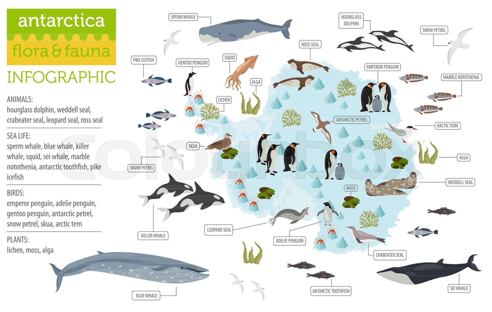 Antarctic, Antarctica, flora and fauna map, flat elements. Animals ...