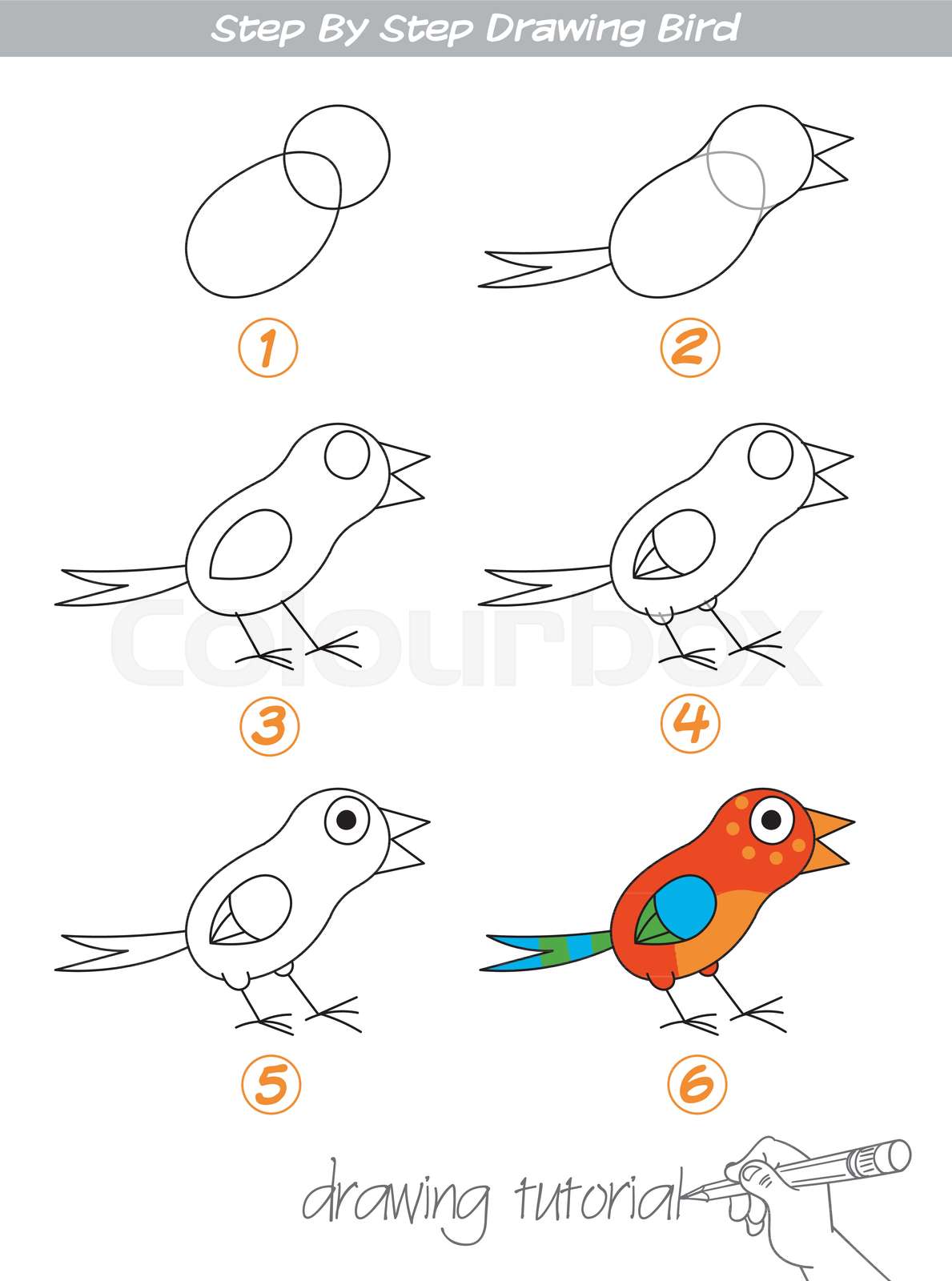 Step by step drawing Bird | Stock vector | Colourbox