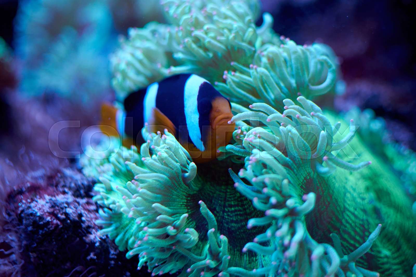 Ocellaris clownfish swimming near an anemona | Stock image | Colourbox