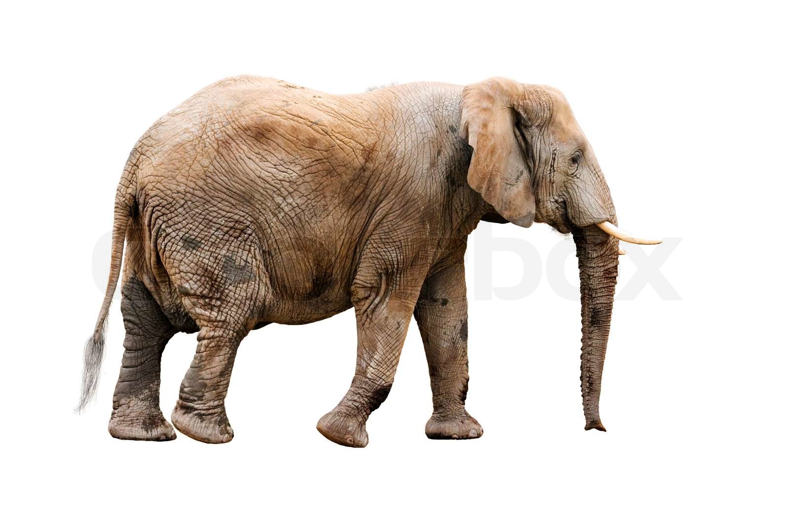 elefant isoleret | Stock foto | Colourbox