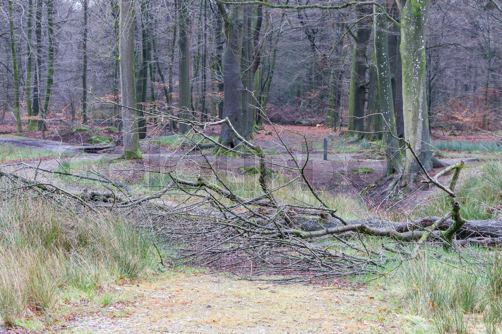 Tree fallen down blocks a path | Stock image | Colourbox