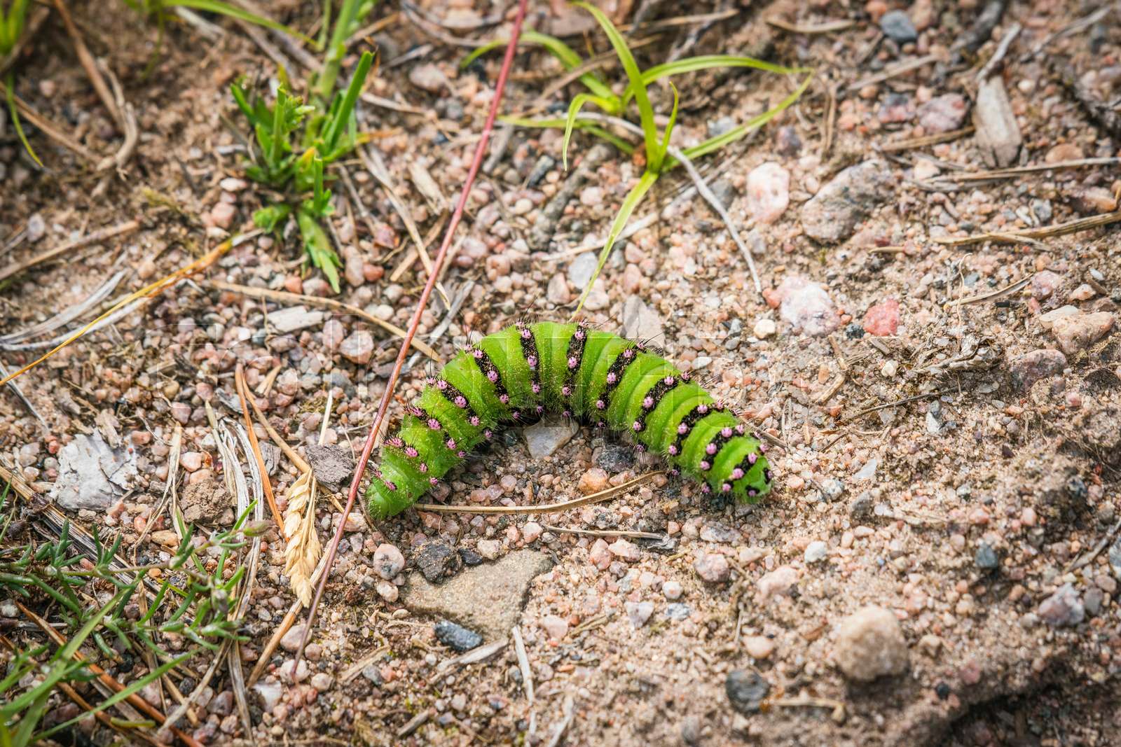 Small Emperor Moth caterpillar in neon green colors | Stock image ...