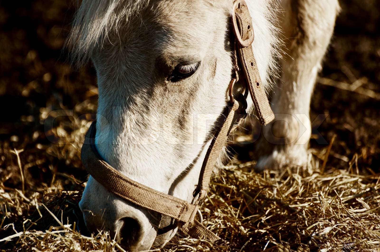 Pony horse eating hay Oslo Norway | Stock image | Colourbox