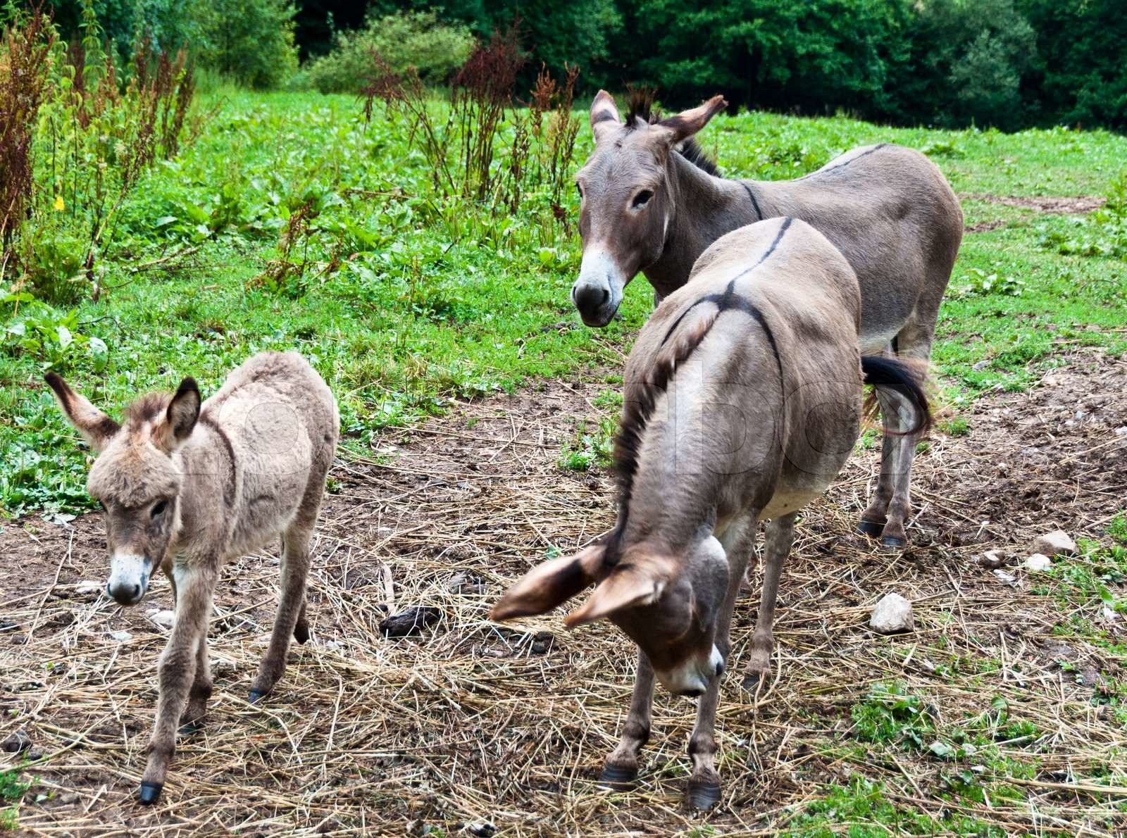 Male and female donkey with smaller child galopping on grass | Stock ...