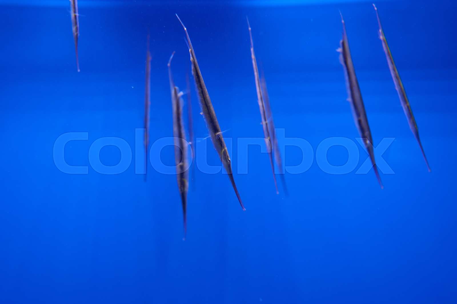head-down tail-up aeoliscus strigatus or razorfish | Stock image ...