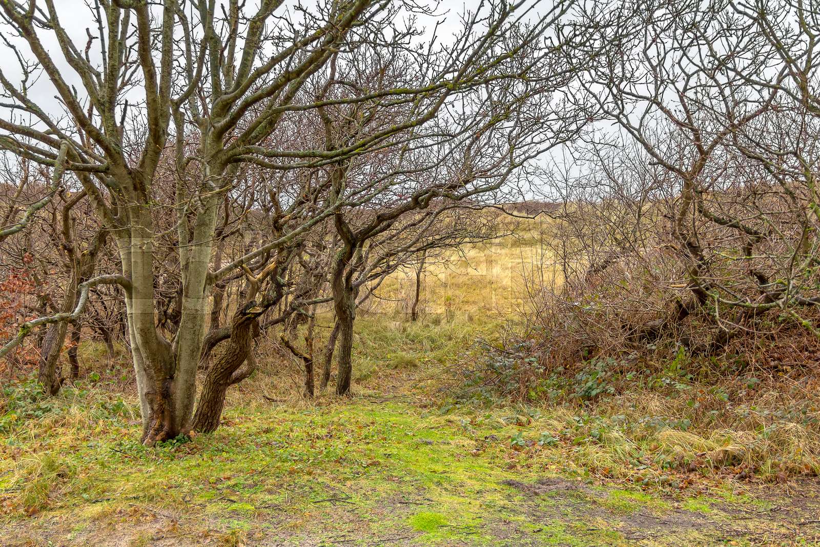 coastal forest scenery | Stock image | Colourbox