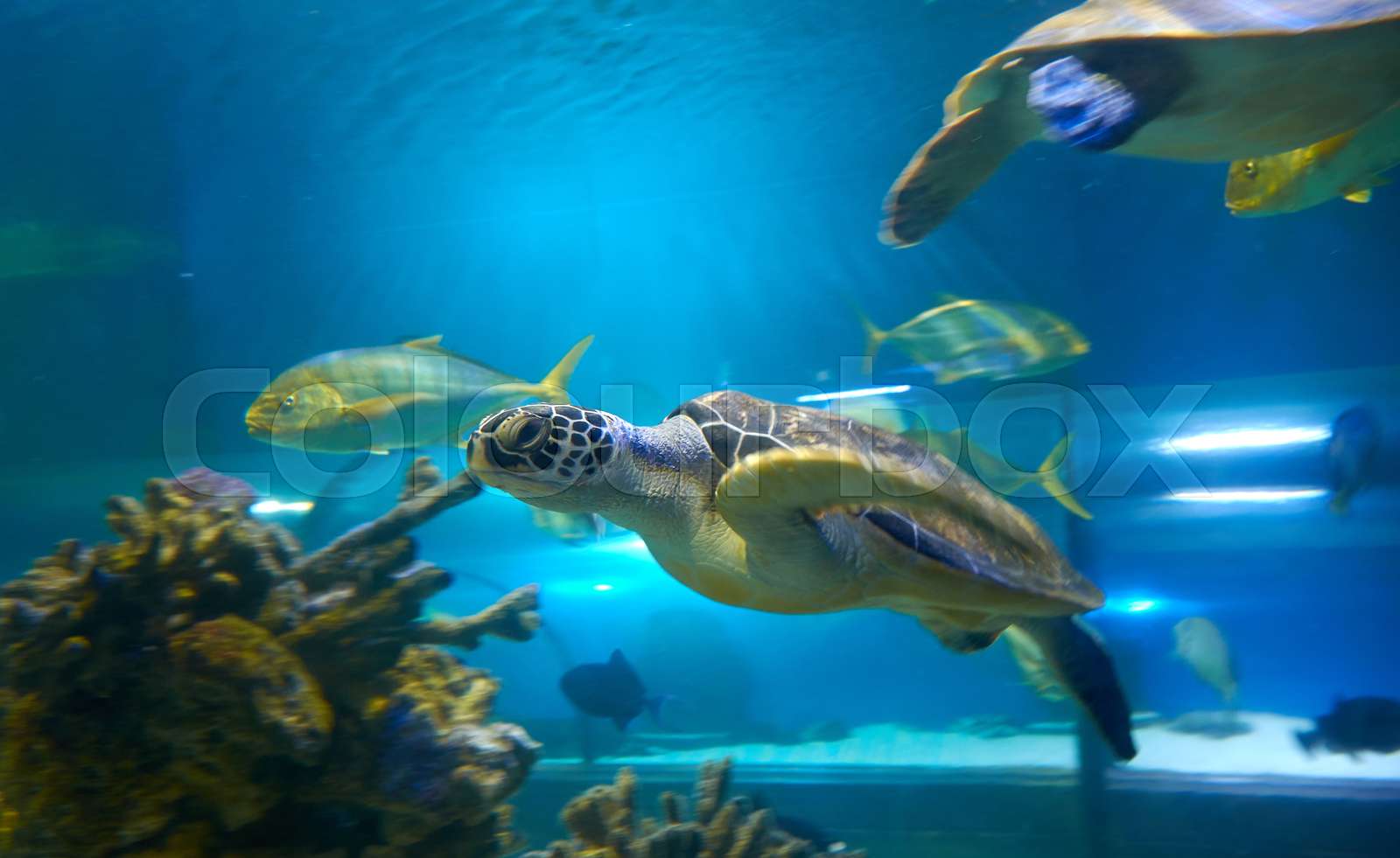 Cheloniidae (sea turtle) is swimming in aquarium | Stock image | Colourbox