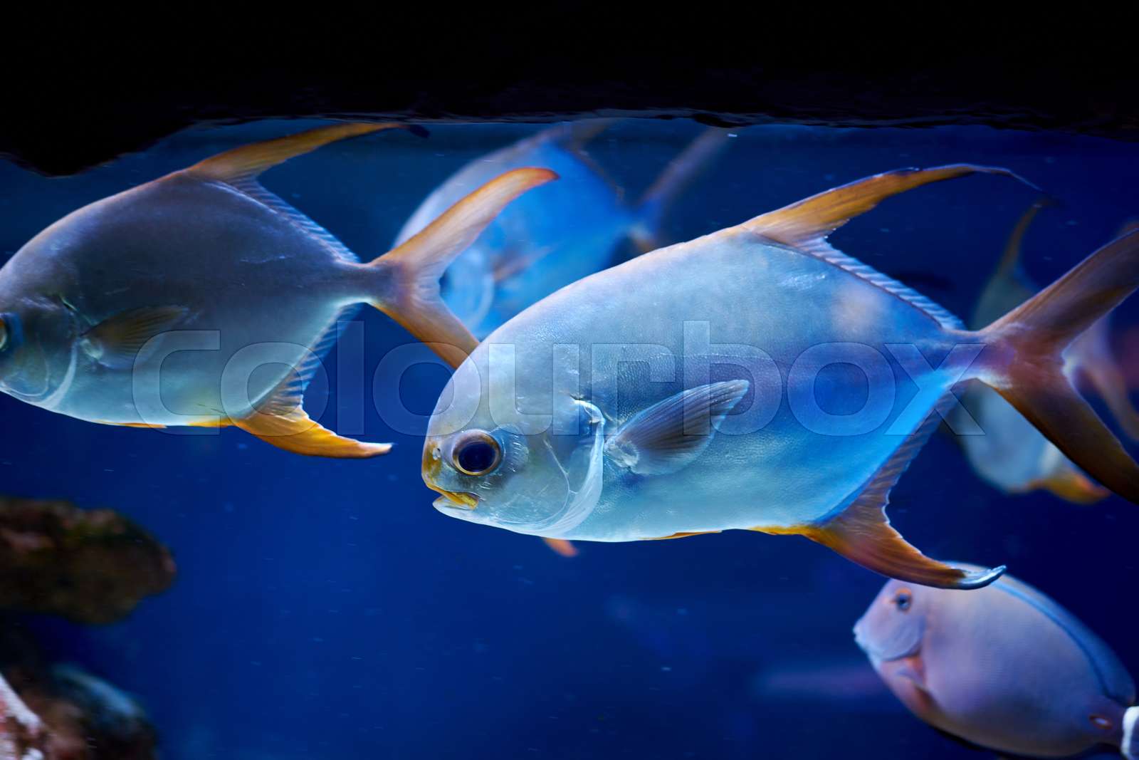 Pompano fish in marine aquarium | Stock image | Colourbox