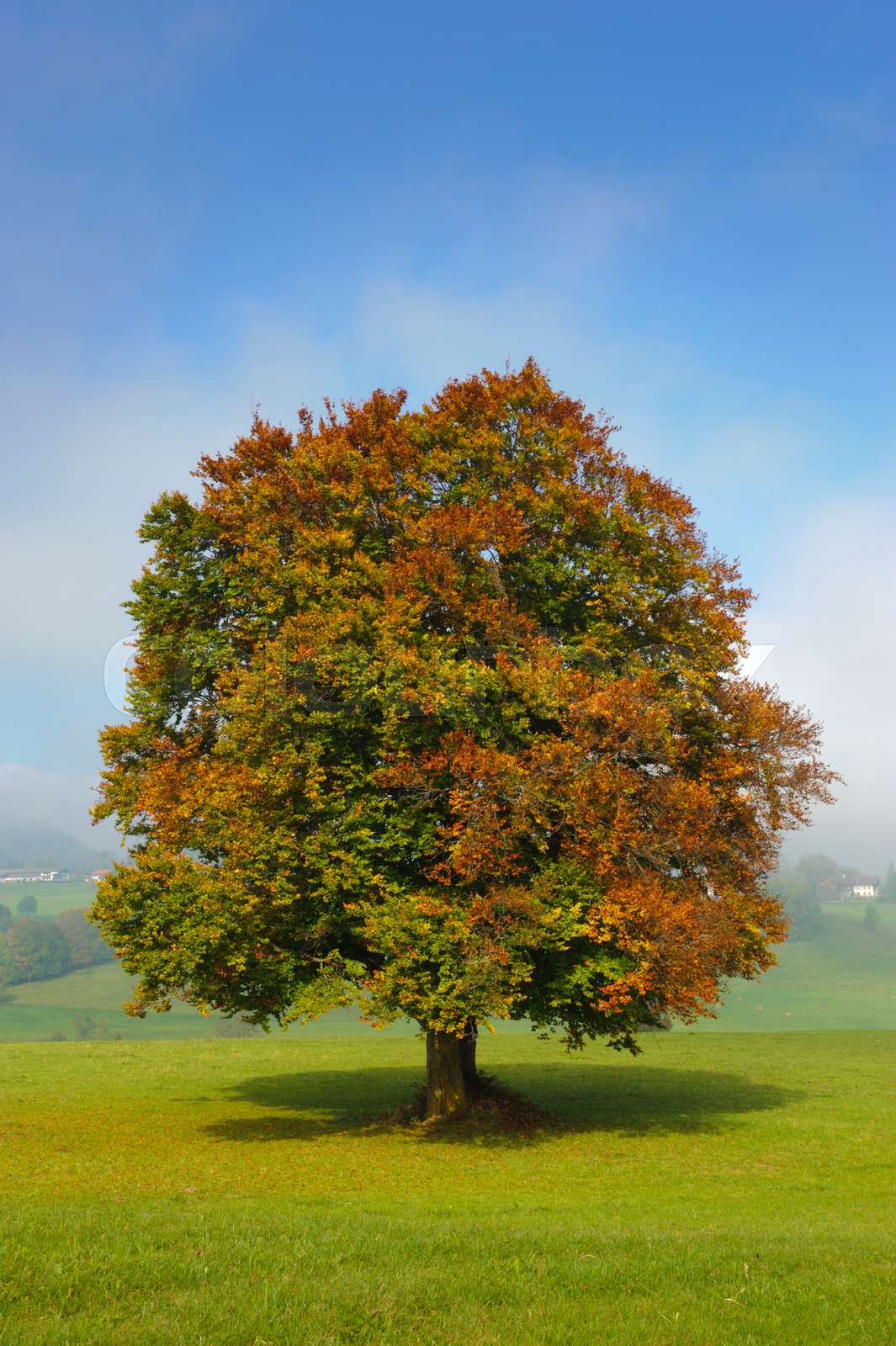 Große alte Buche als Einzelbaum in Wiese | Stock Bild | Colourbox
