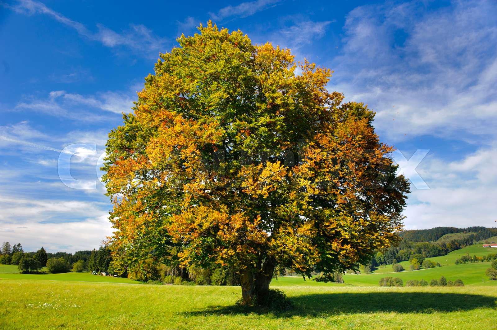 Große alte Buche als Einzelbaum in Wiese | Stock Bild | Colourbox