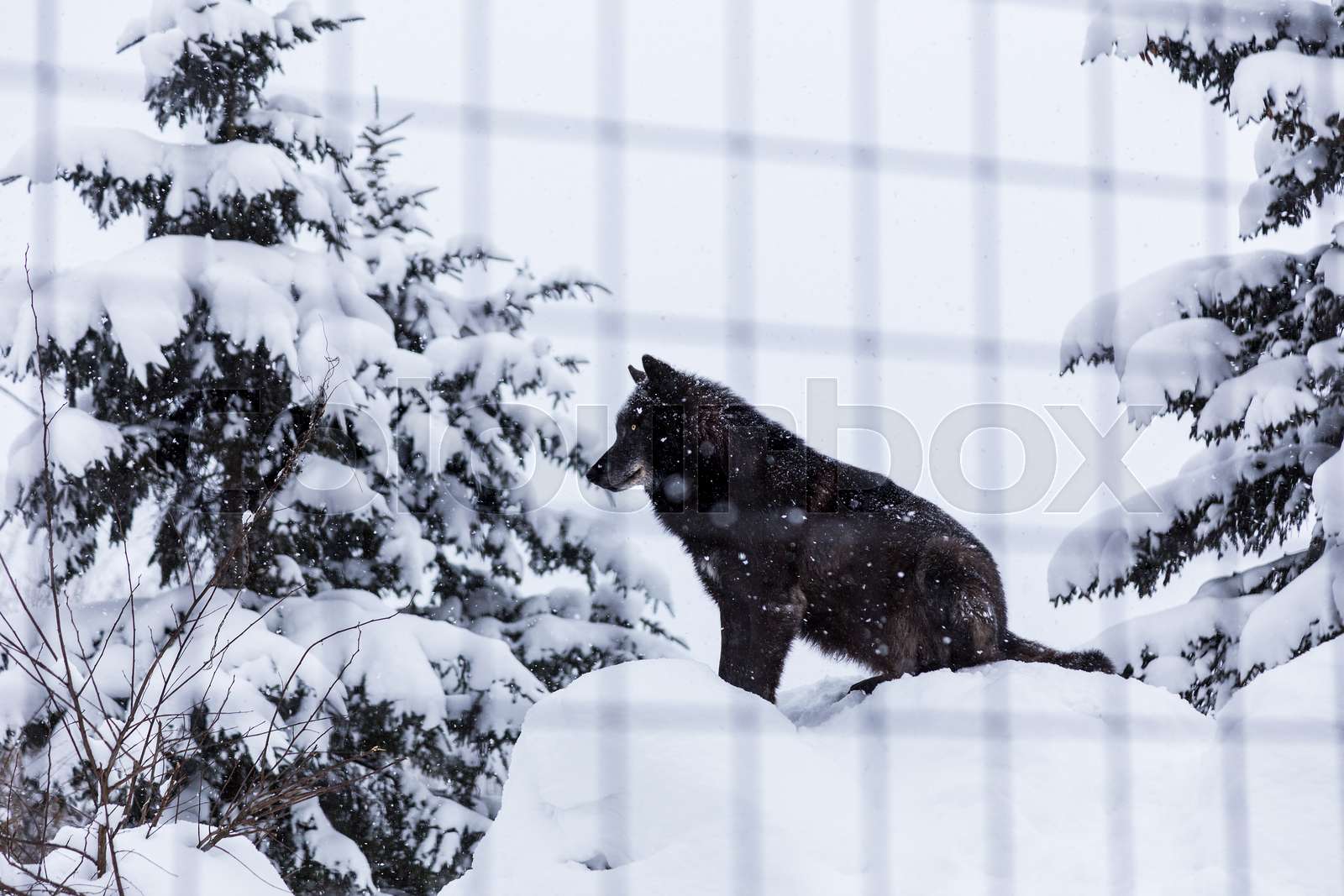 Black Wolf In Winter