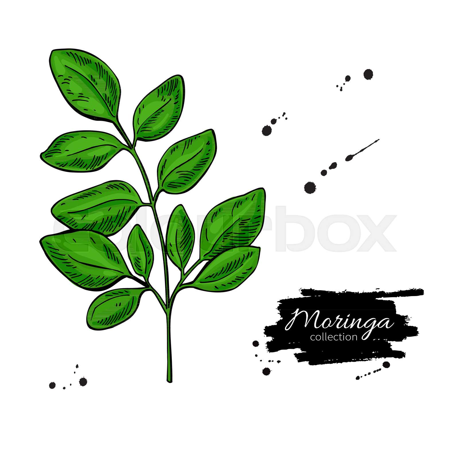 Moringa leaves. Vector superfood branch drawing. | Stock vector | Colourbox