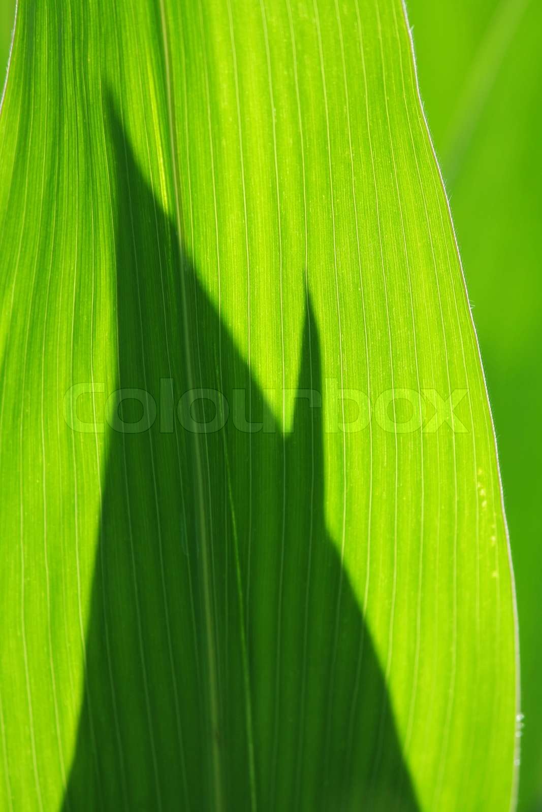 corn leaves | Stock image | Colourbox