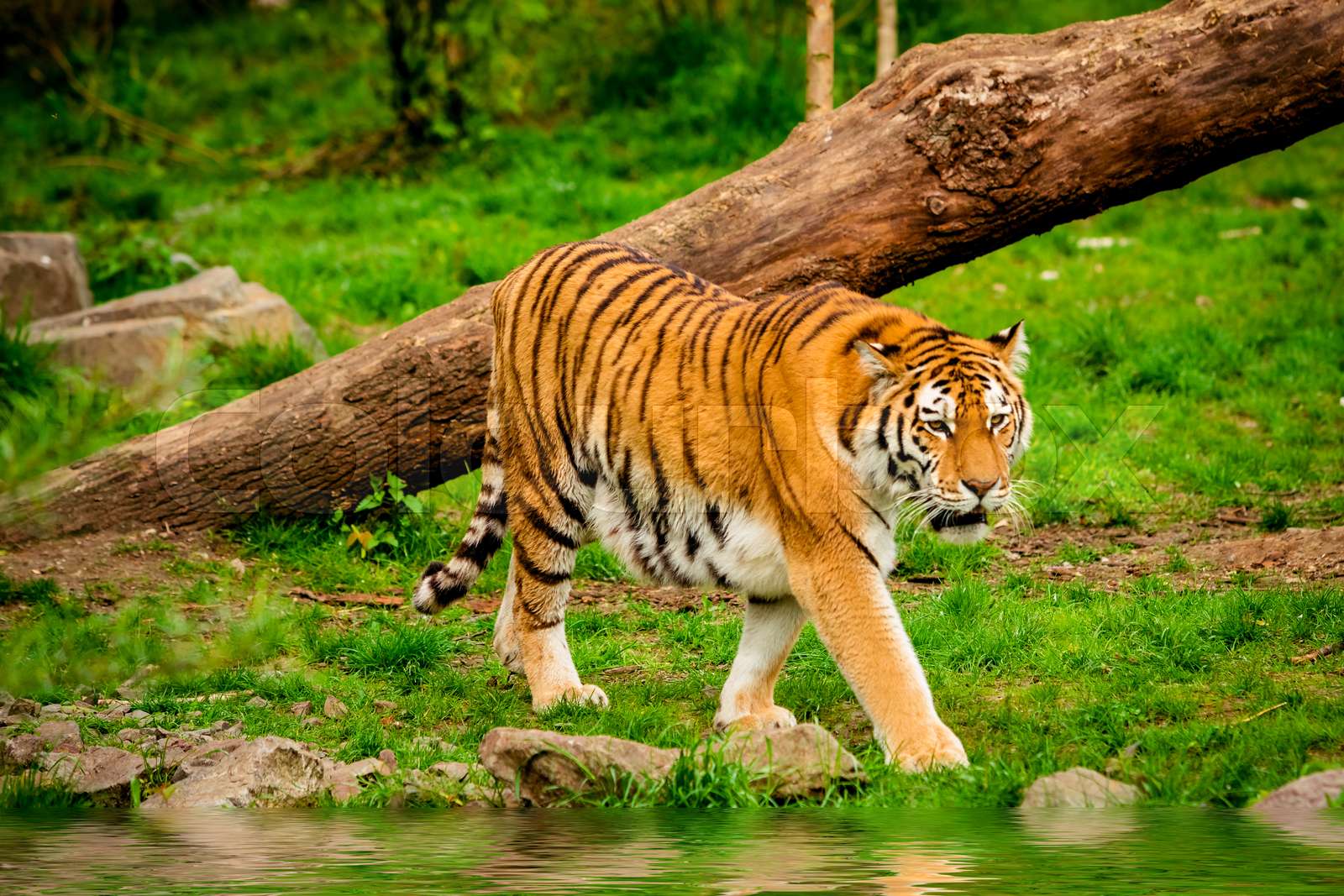 Tiger in forest. Tiger portrait | Stock image | Colourbox