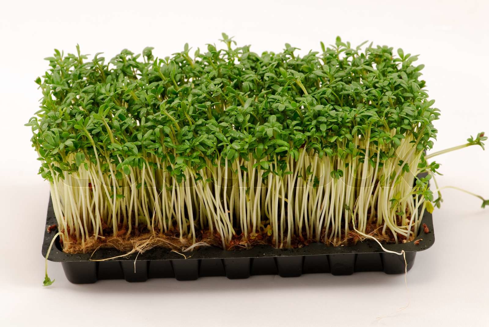 Grøn karse over hvid baggrund | Stock foto | Colourbox