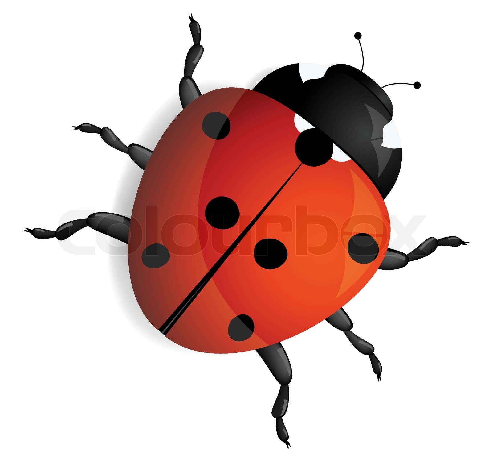 Red ladybug isolated on white | Stock vector | Colourbox