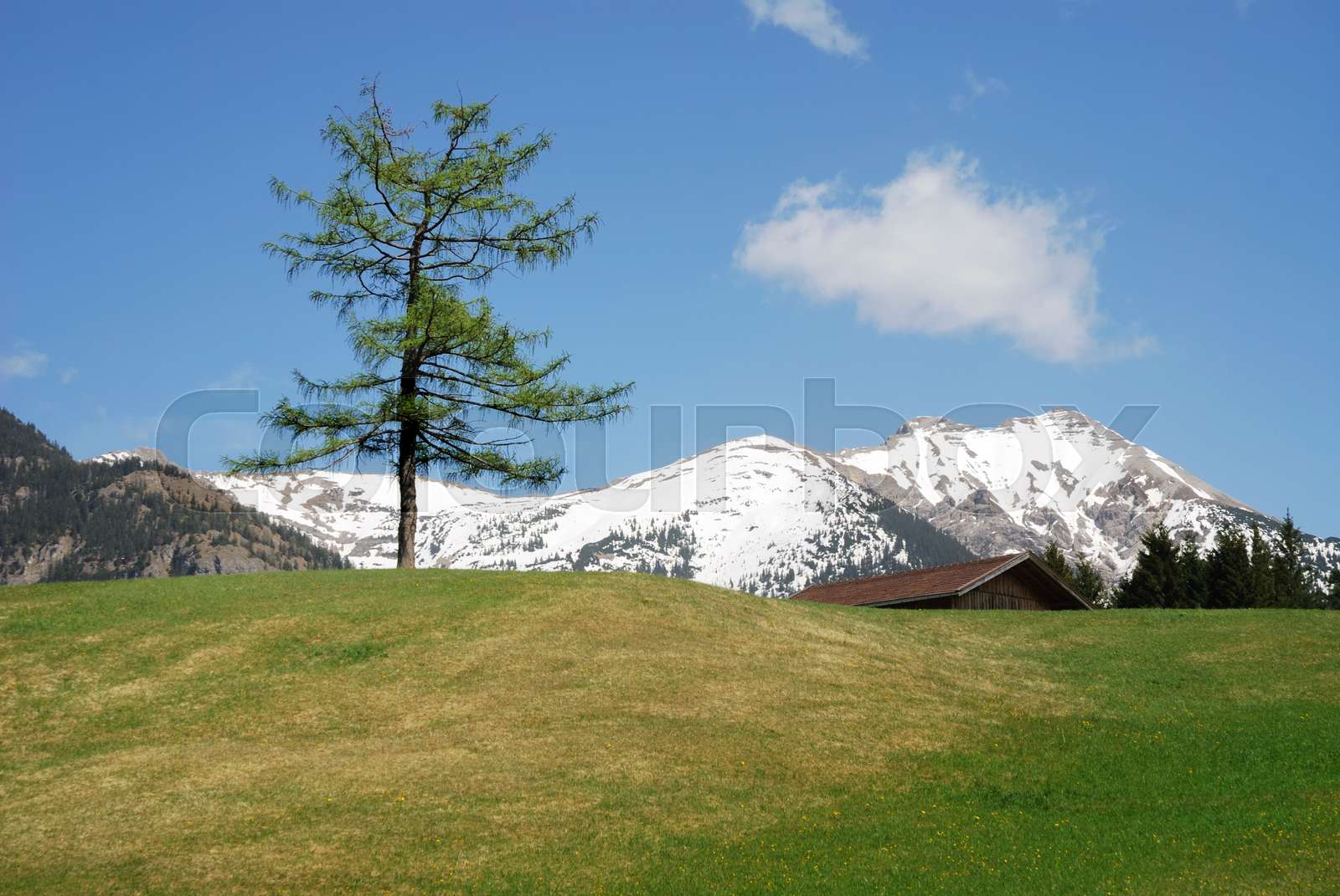 Alpine Tree | Stock image | Colourbox