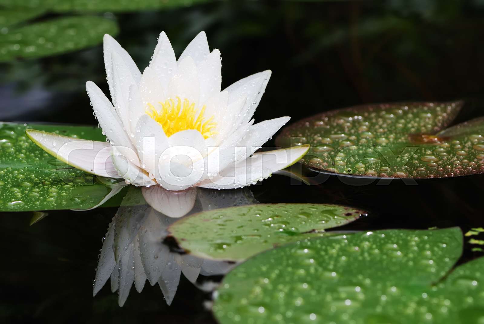 Lotus | Stock image | Colourbox