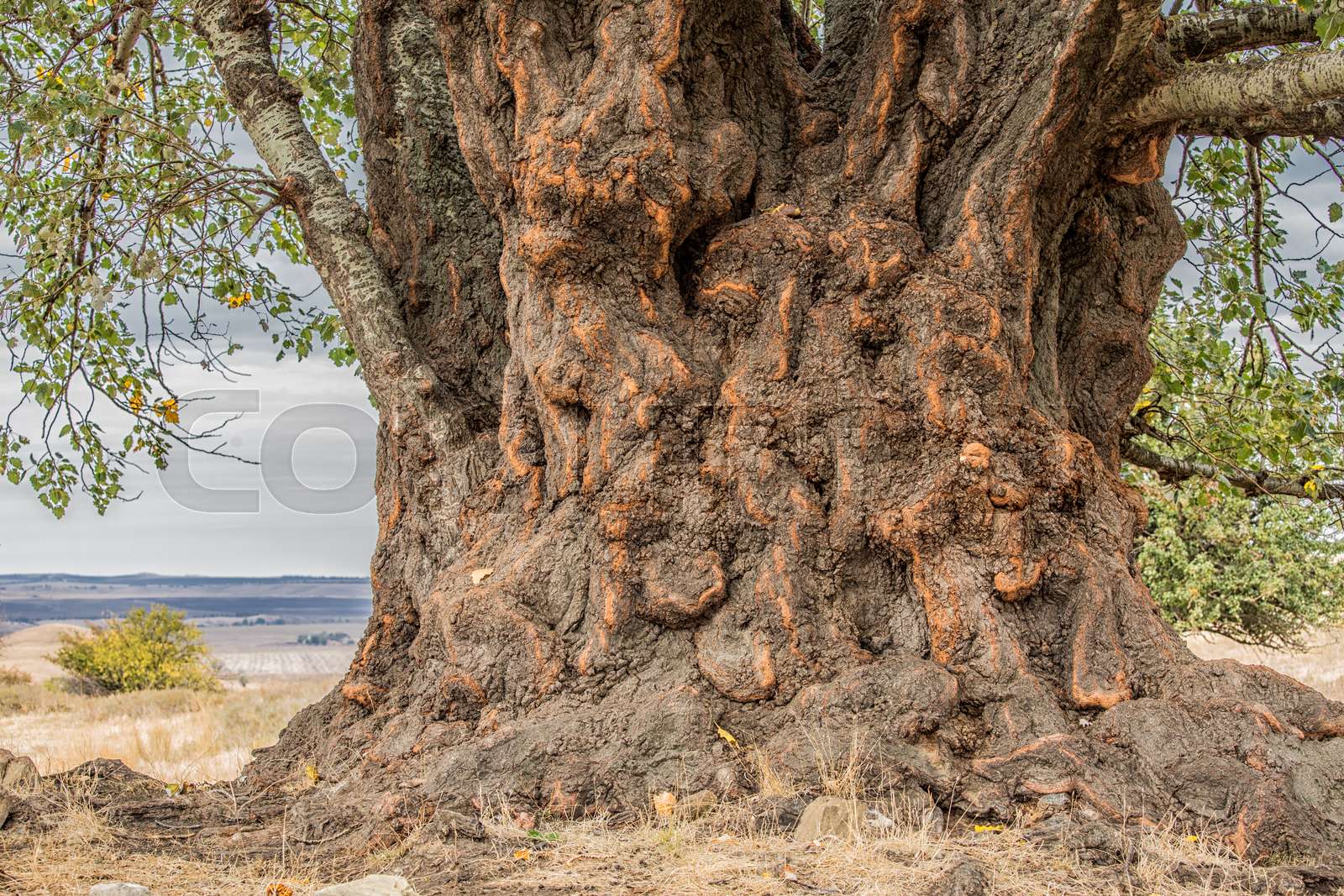 A big old poplar tree with an impressive trunk | Stock image | Colourbox