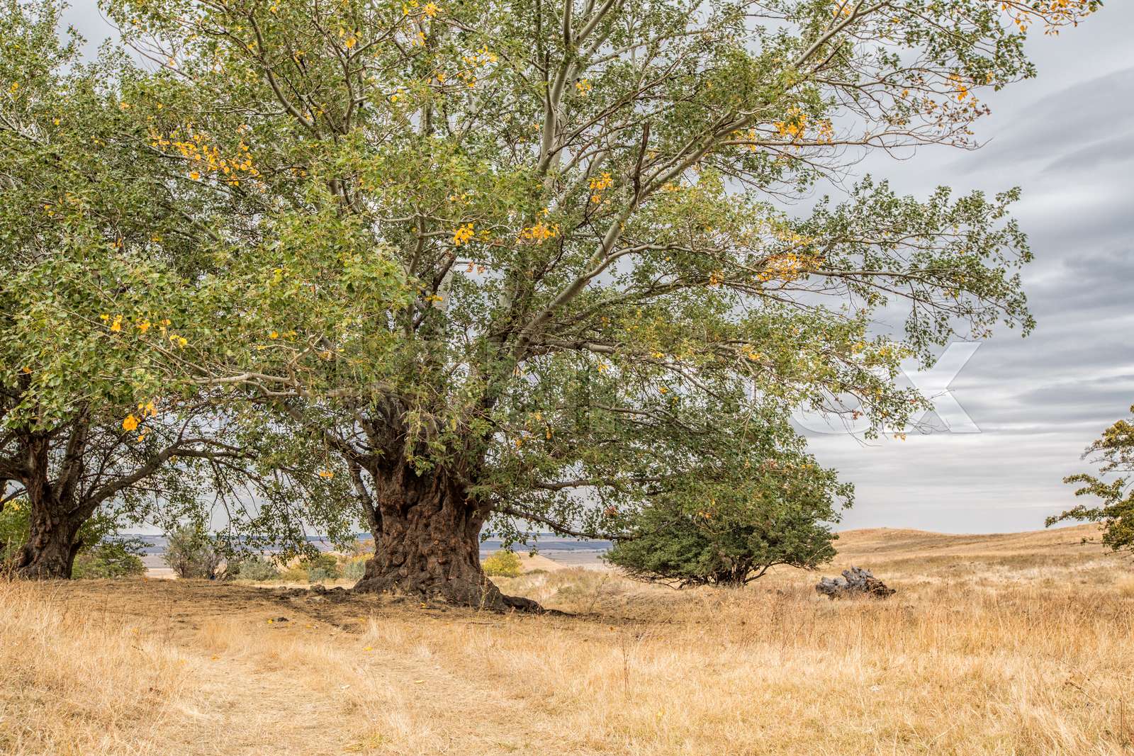A big old poplar tree with an impressive trunk | Stock image | Colourbox