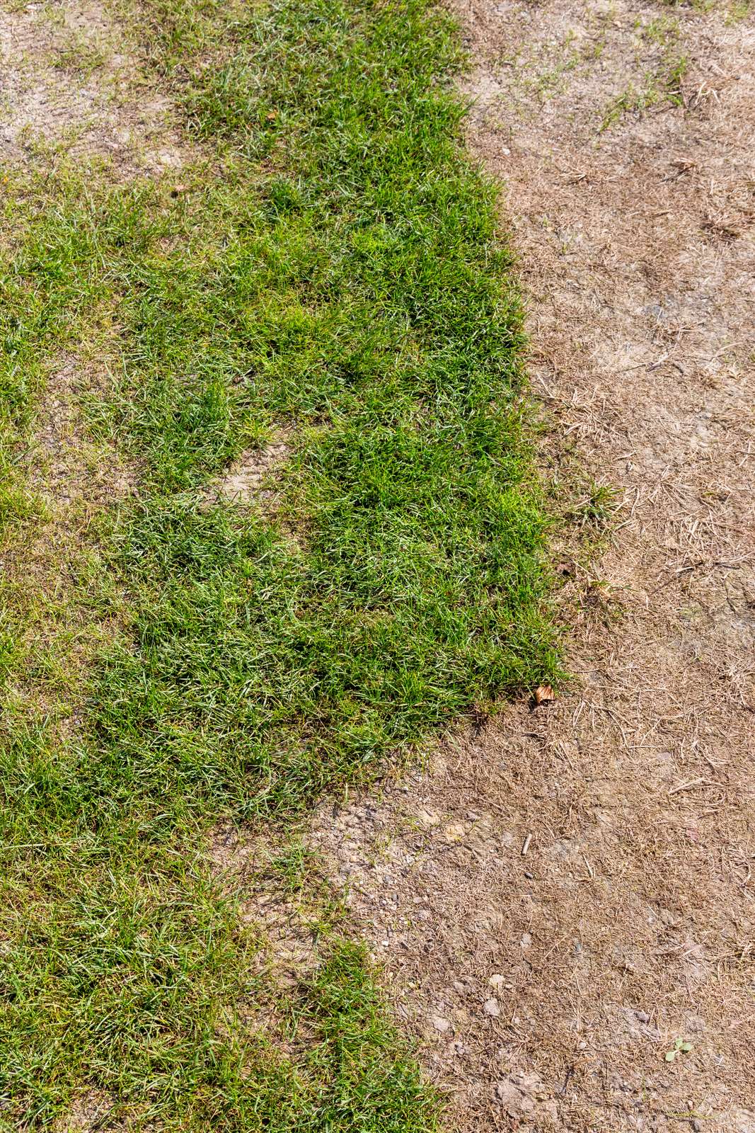 broken grass | Stock image | Colourbox