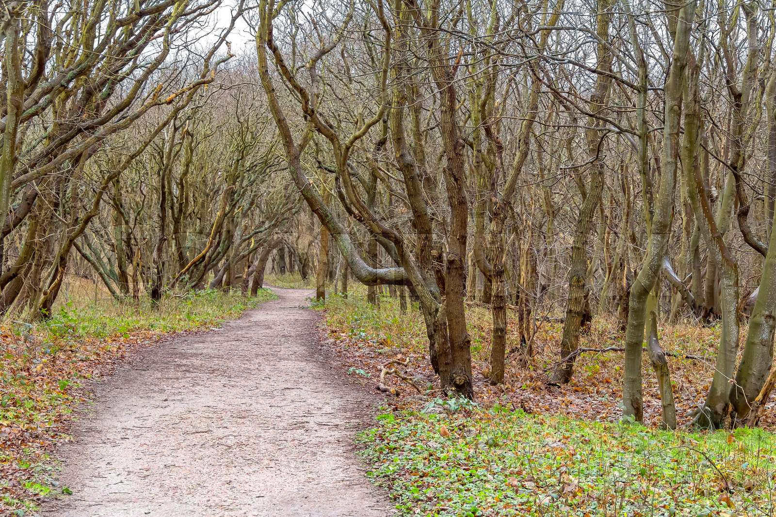 coastal forest scenery | Stock image | Colourbox