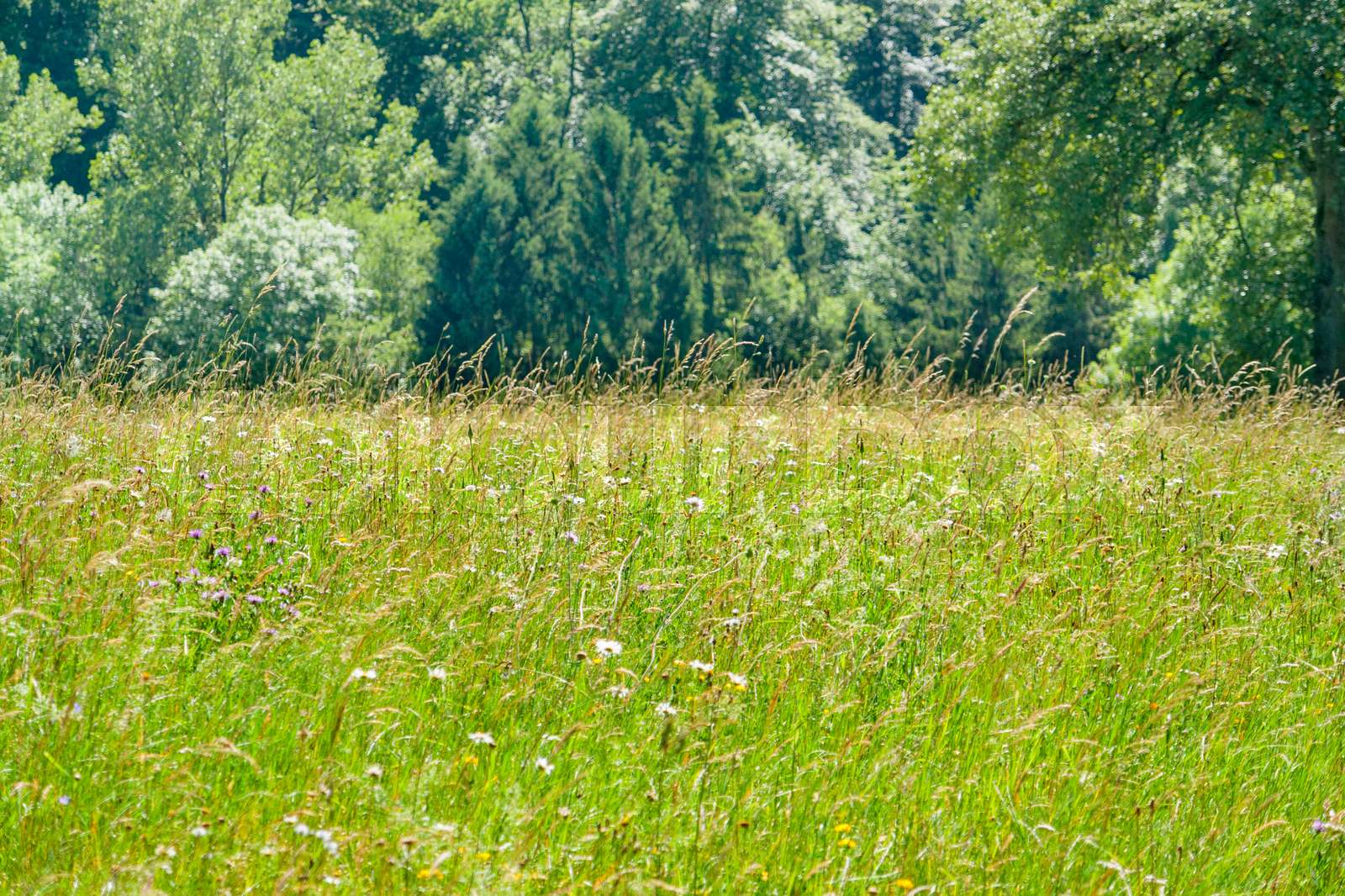 sunny grassland scenery | Stock image | Colourbox