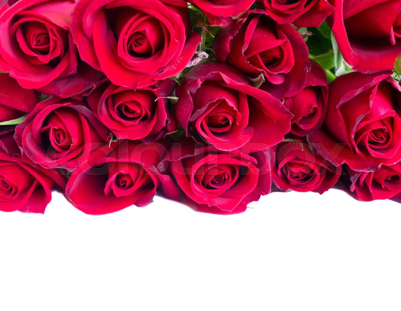 bouquet of dark red roses | Stock image | Colourbox