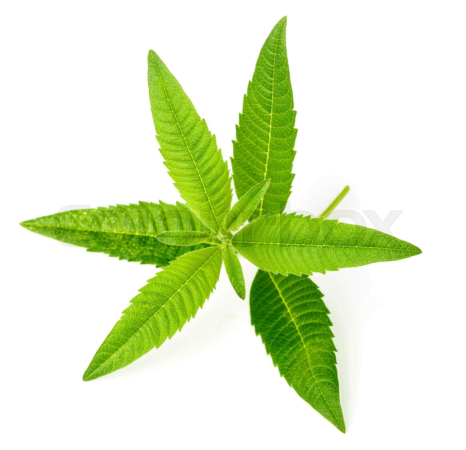 fresh lemon verbena leaves isolated on white | Stock image | Colourbox