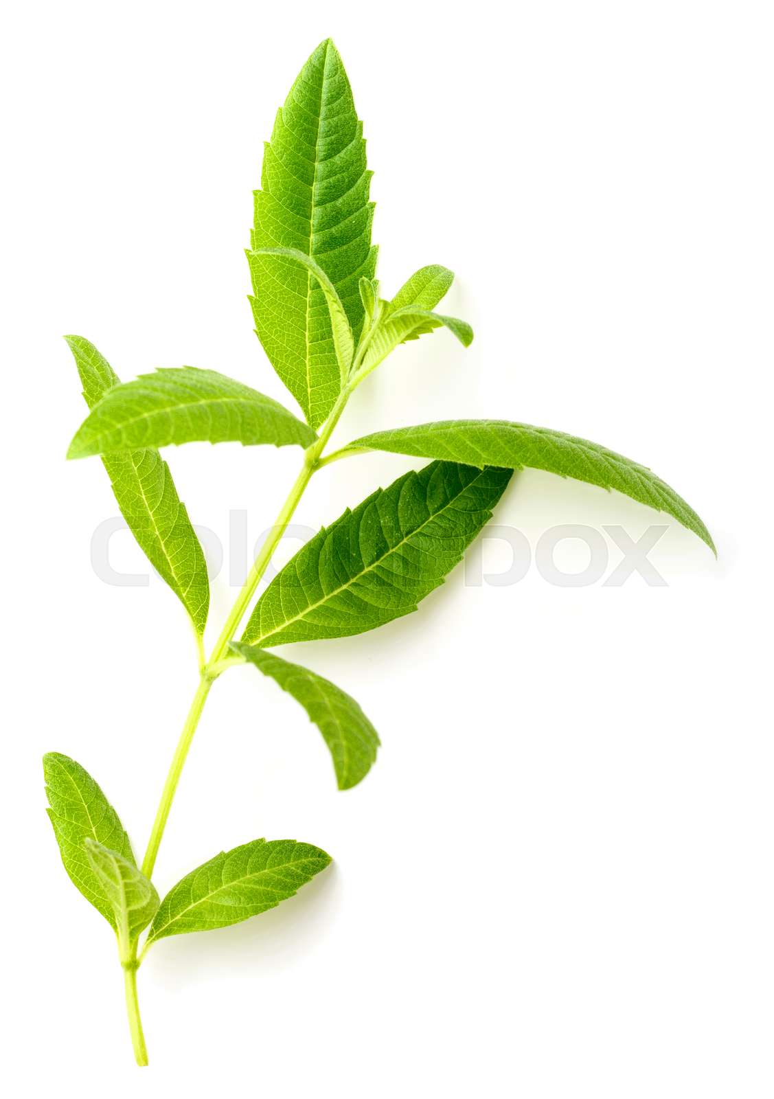 fresh lemon verbena leaves isolated on white | Stock image | Colourbox
