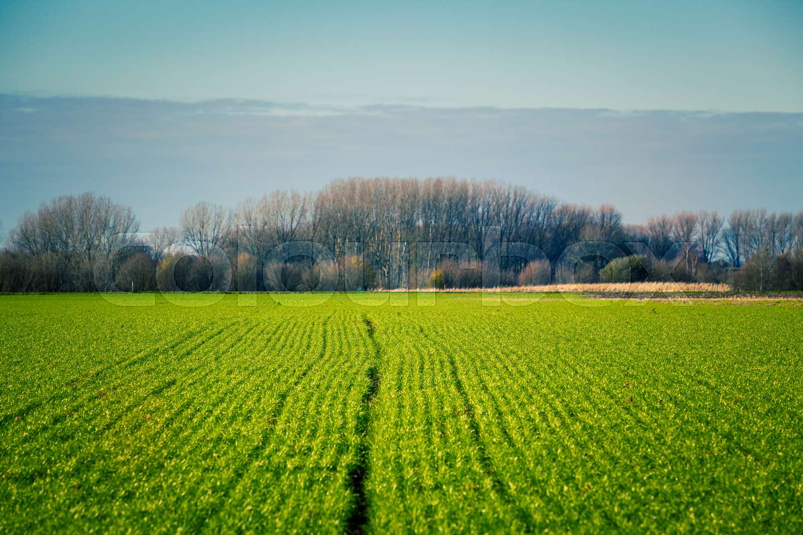 art rural landscape. field and grass | Stock image | Colourbox