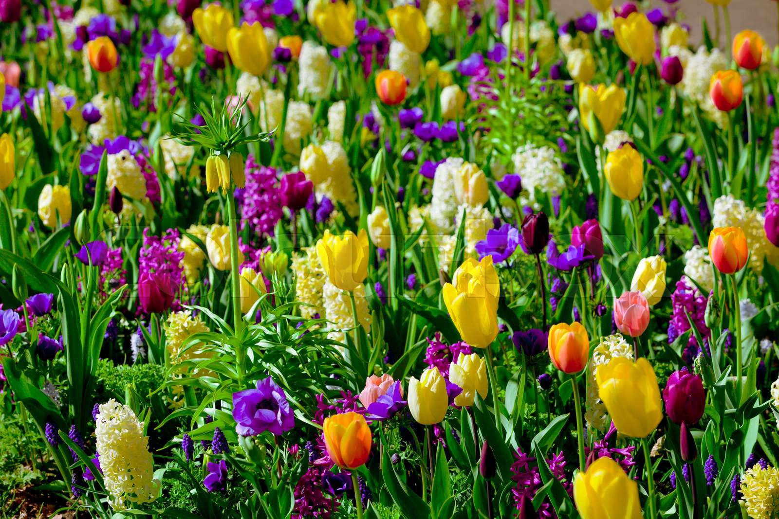 fresh spring flowers. Spring Background. Spring. Background | Stock ...