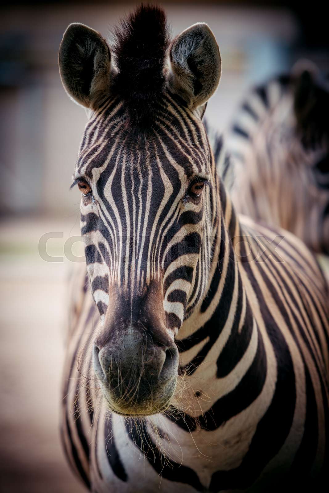 Zebra close up portrait | Stock image | Colourbox