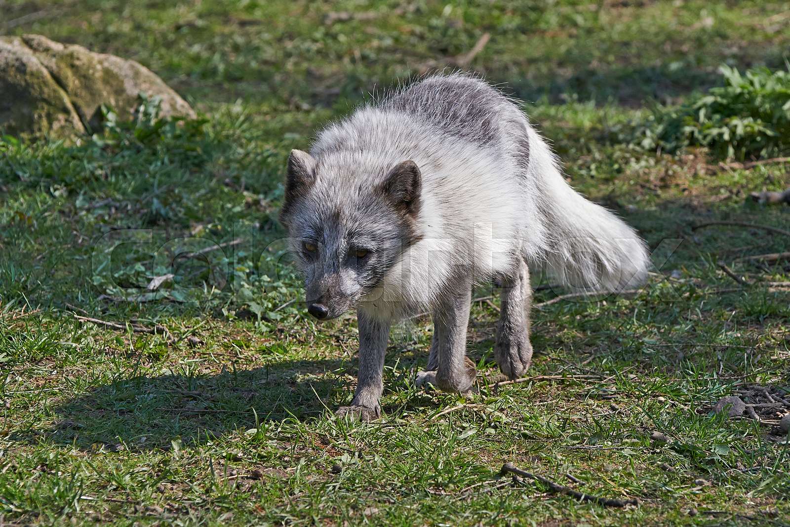 Arctic Fox (Alopex Lagopus) | Stock image | Colourbox