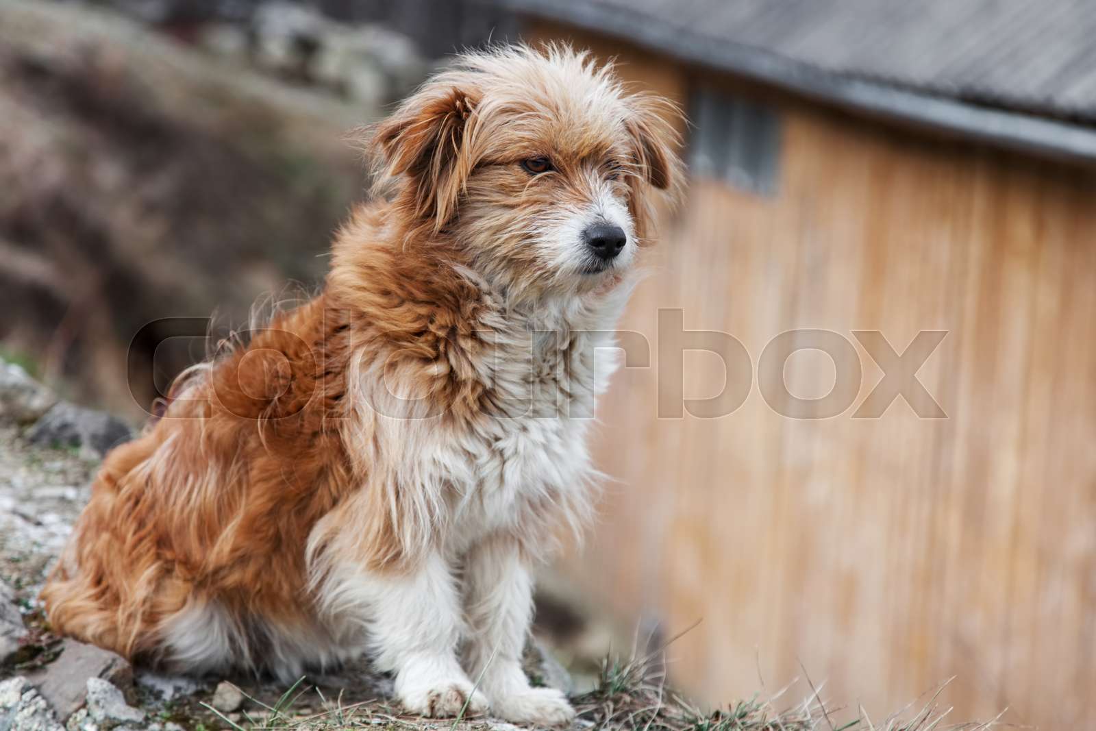 Mongrel dog | Stock image | Colourbox