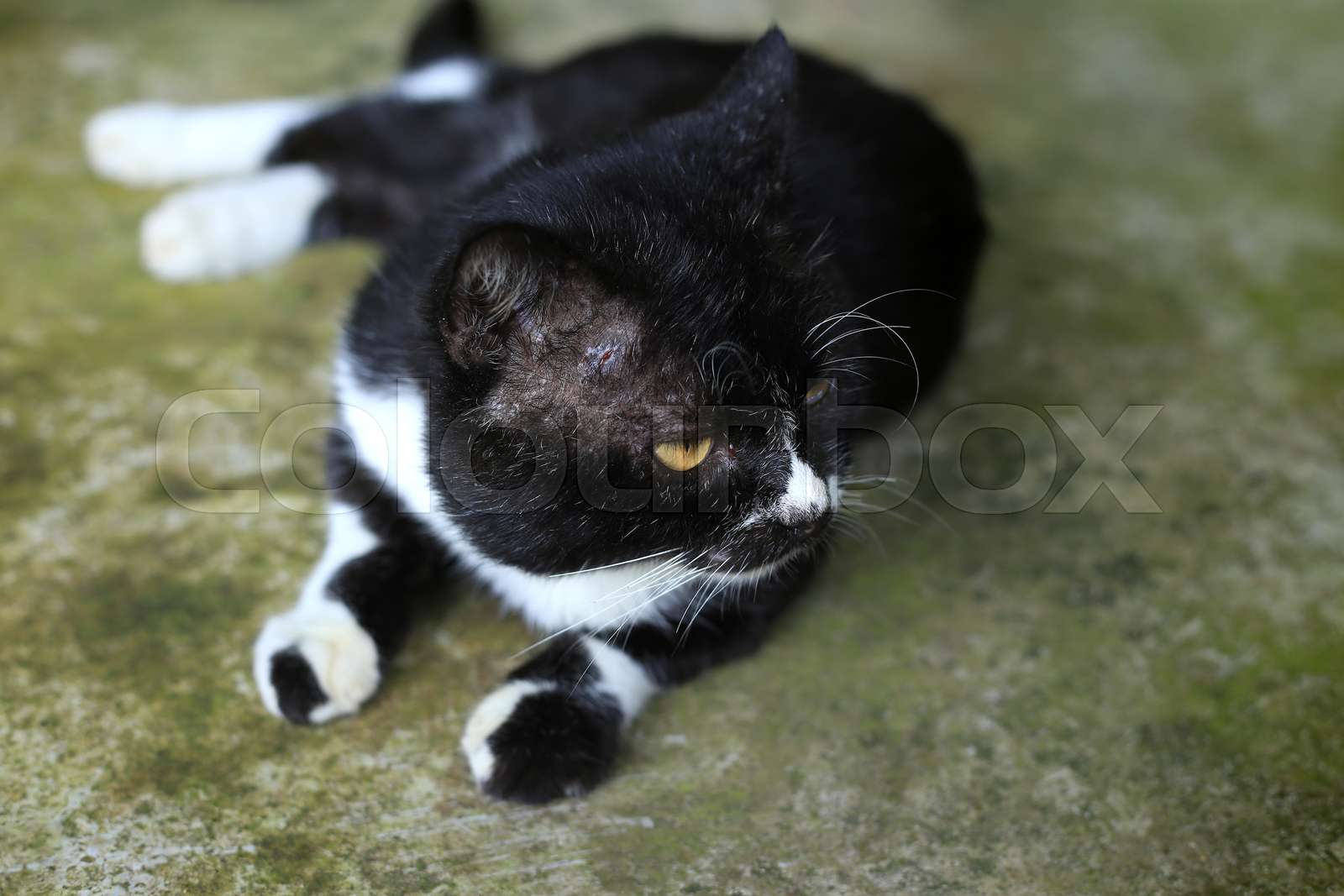 Hardened homeless cat | Stock image | Colourbox