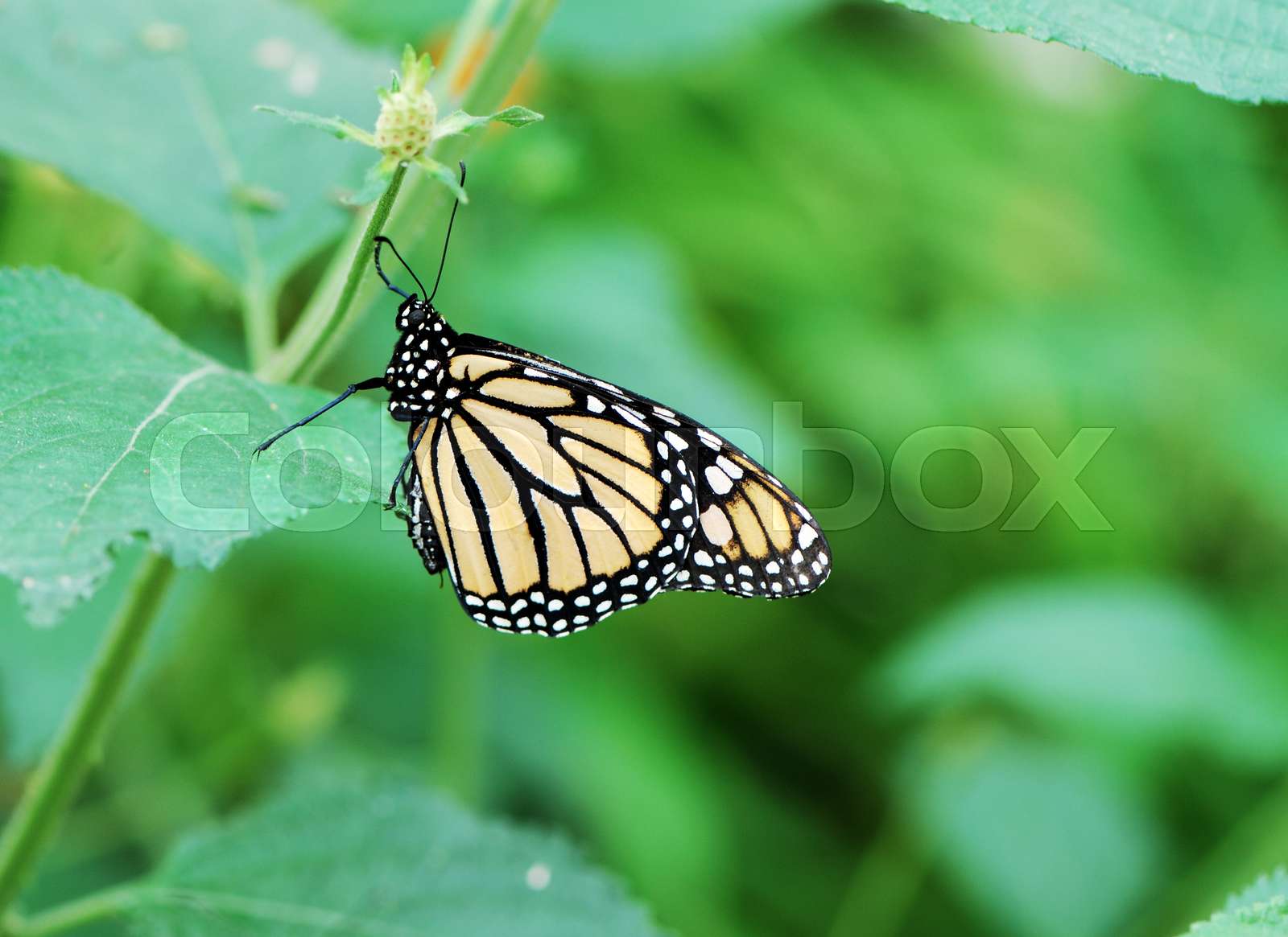 Buterfly | Stock image | Colourbox