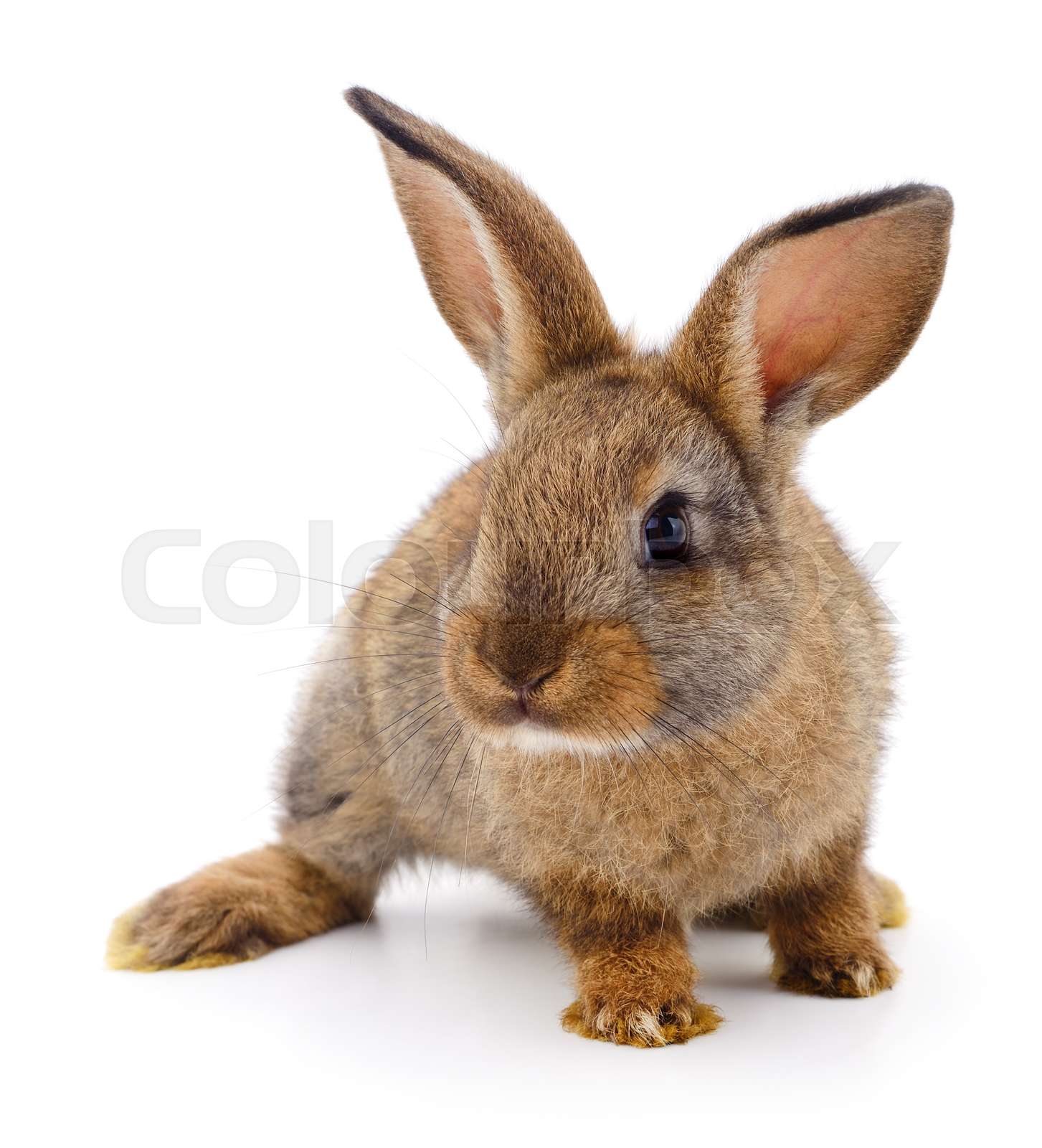 Brown rabbit on white. | Stock image | Colourbox