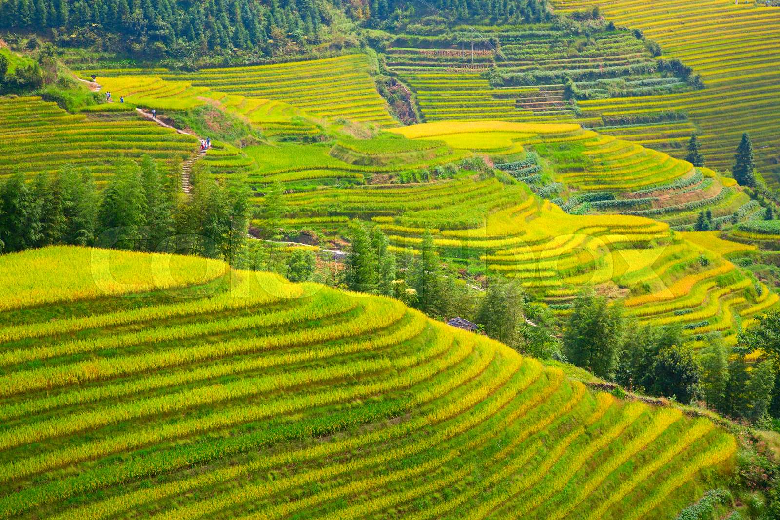 Longji Rice Terraces | Stock image | Colourbox