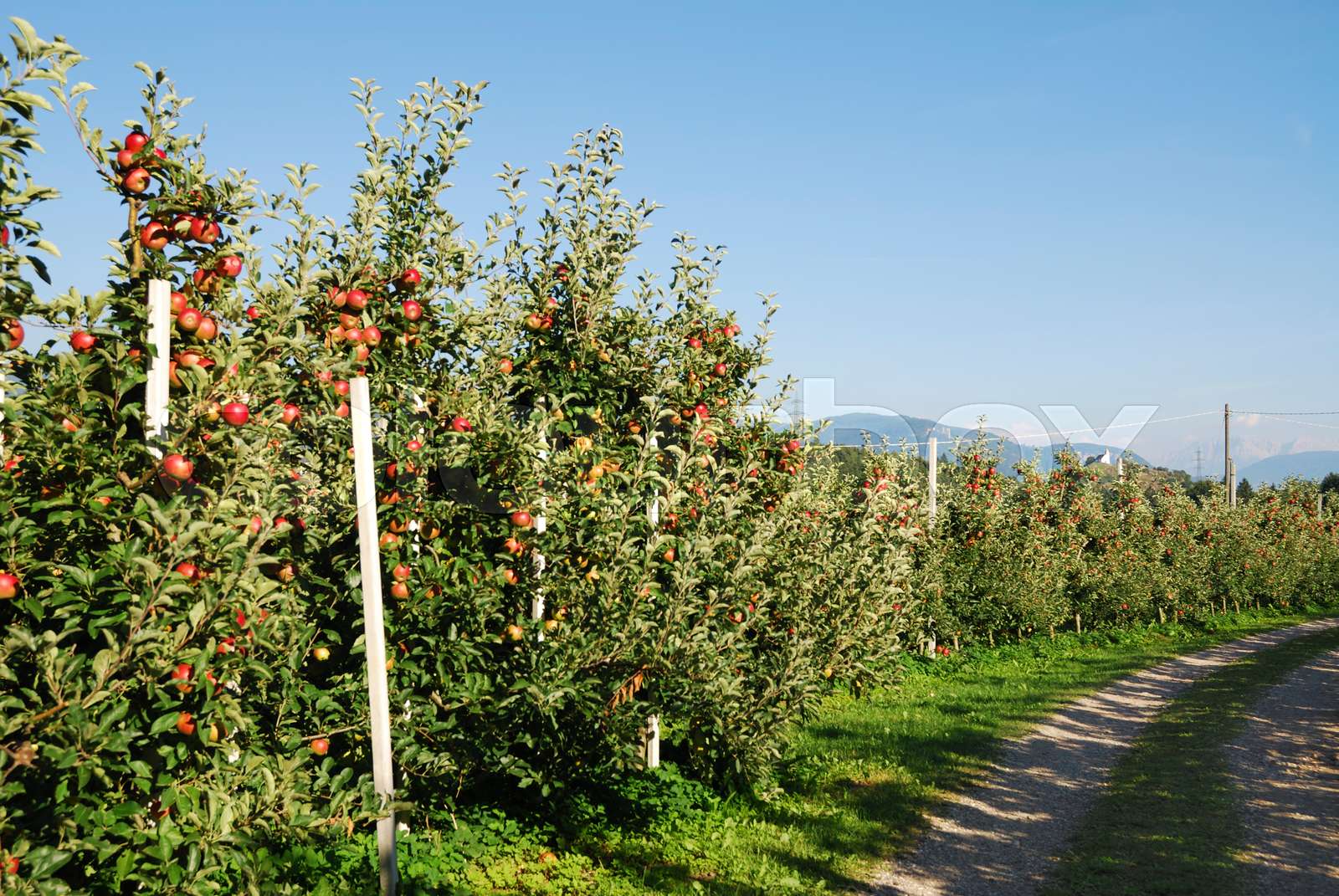 Apple Plantation | Stock image | Colourbox