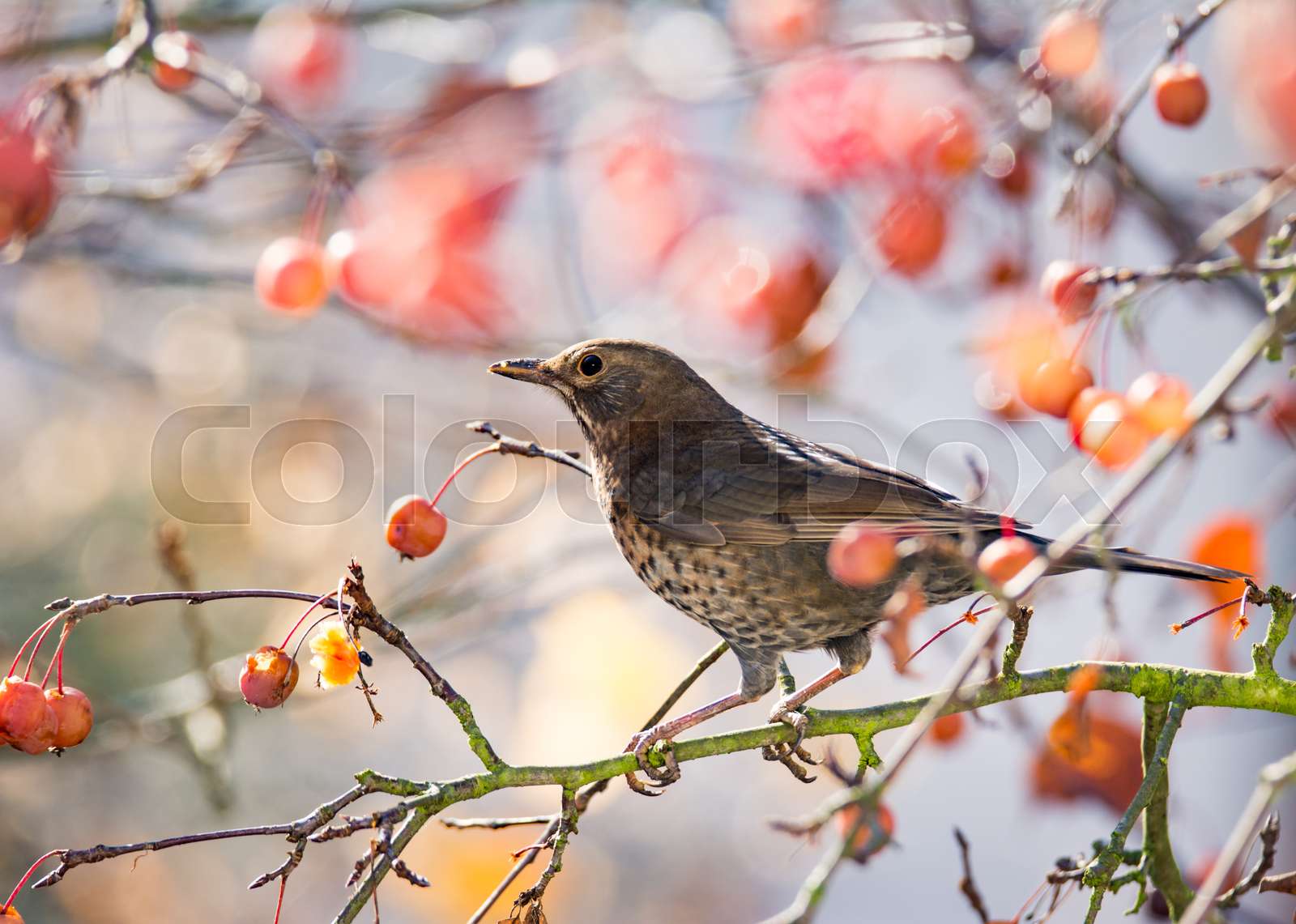 Blackbird sitting in an apple tree | Stock image | Colourbox