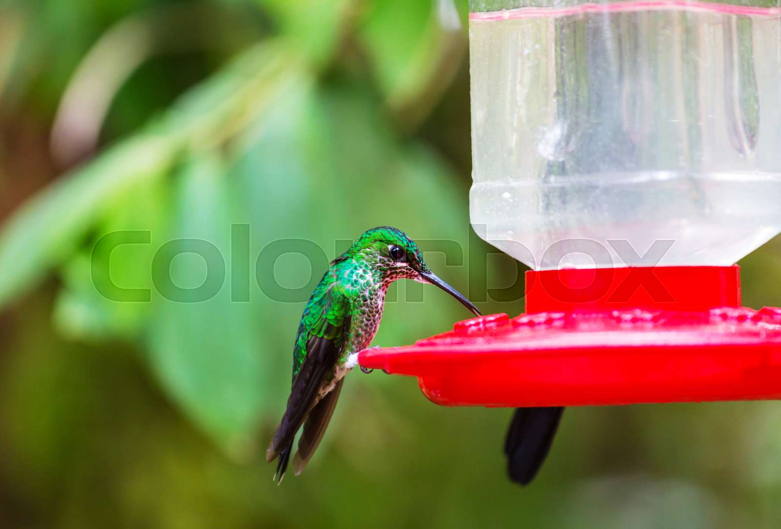 Kolibri | Stock image | Colourbox
