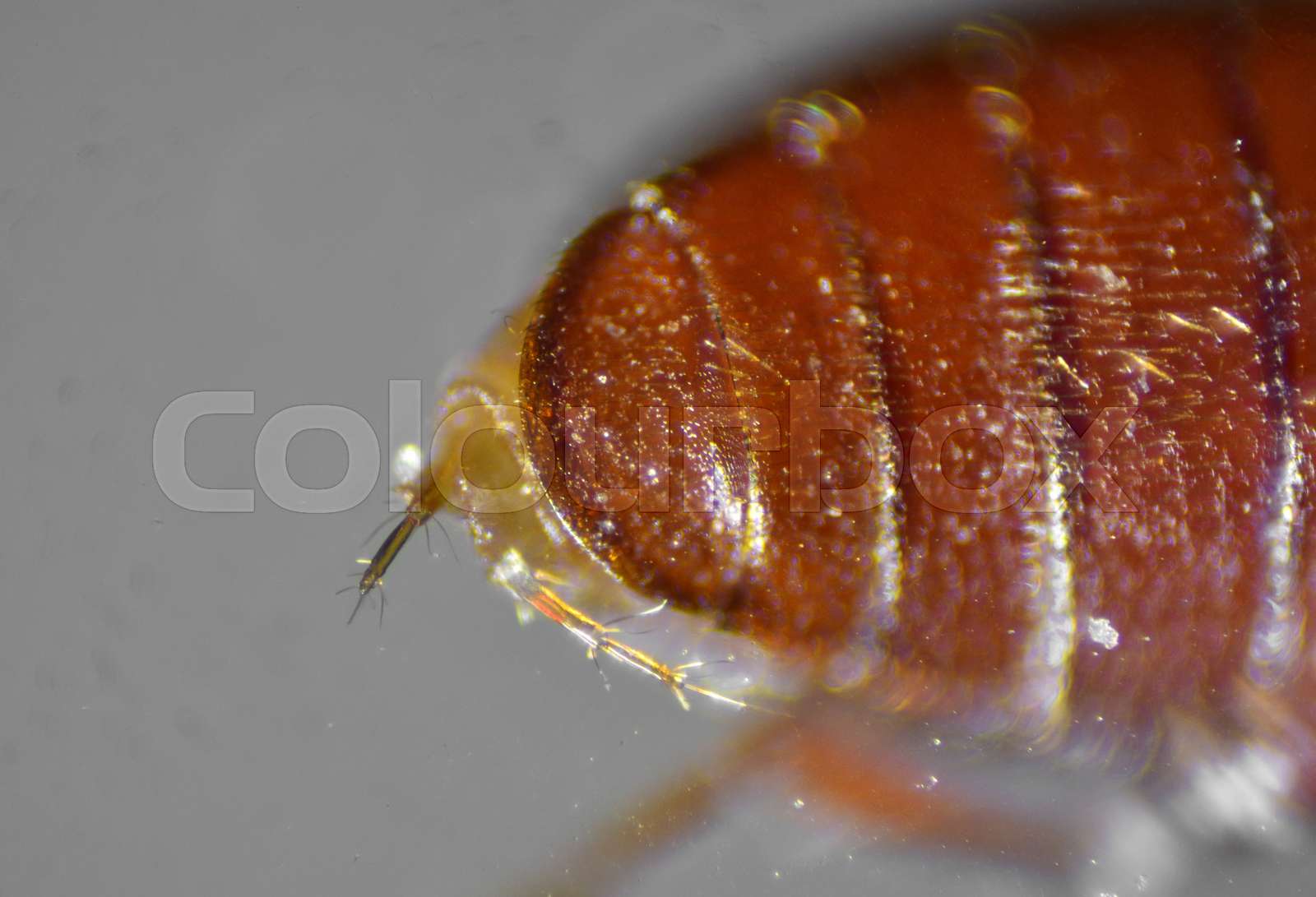 Sawtoothed grain beetle. The Microscopic World. | Stock image | Colourbox