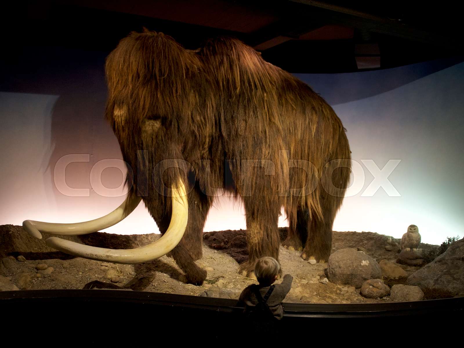museum, mammut, hår | Stock image | Colourbox