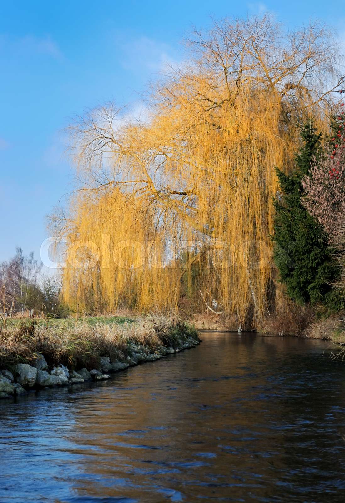 Wheeping willow | Stock image | Colourbox