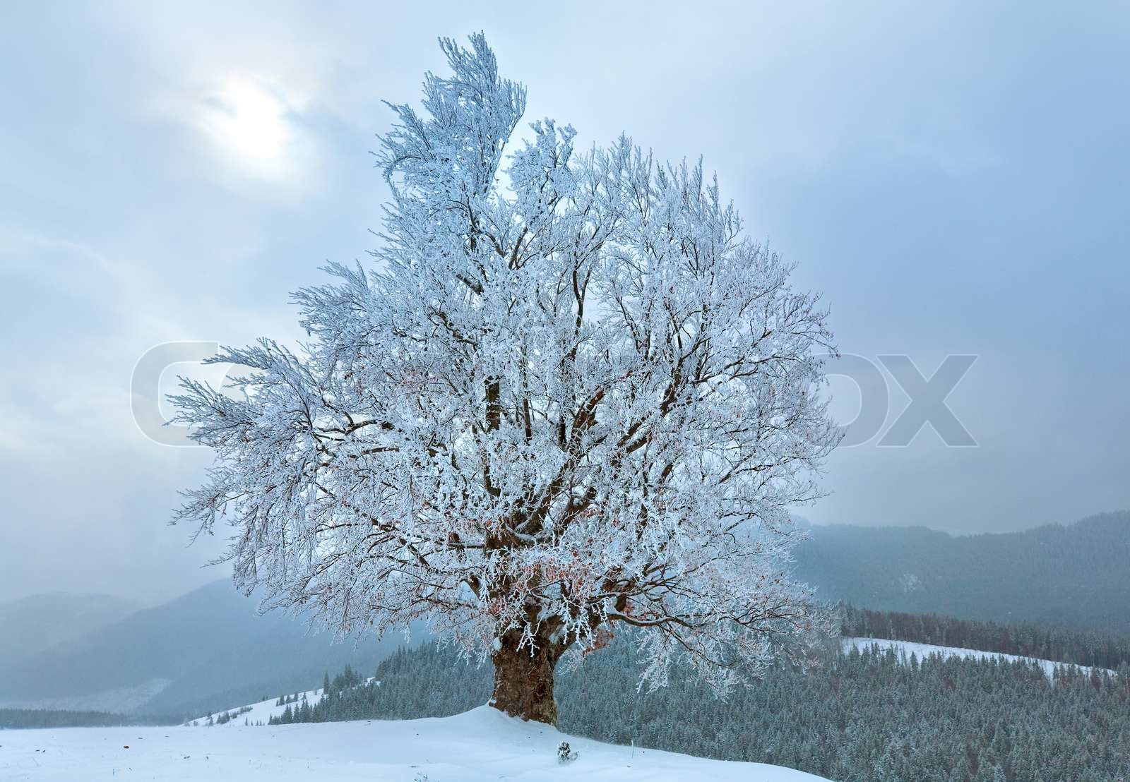 winter dull calm mountain landscape with snowy trees on hill and sun ...