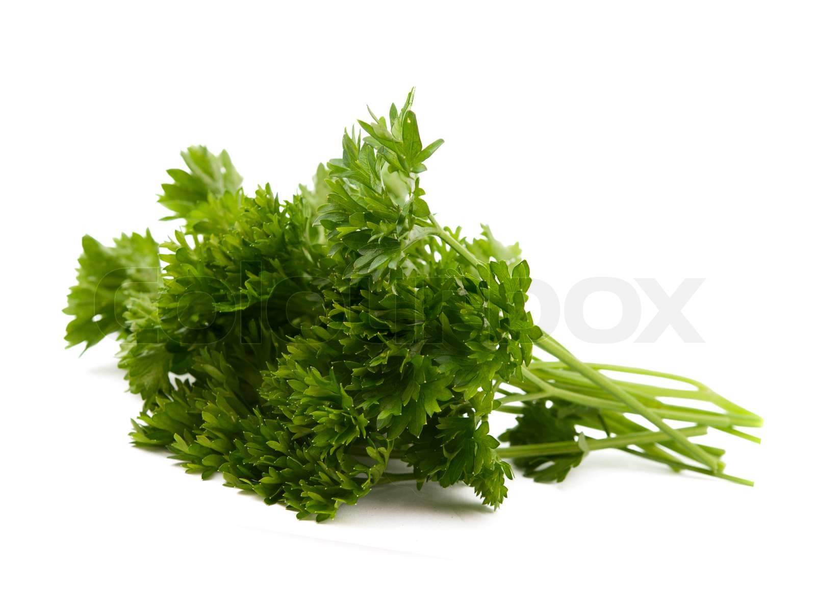 persille på en hvid baggrund | Stock foto | Colourbox